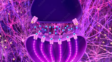 Synapse And Neuron Transmission Of The Nerve Signal Between Two