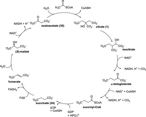 Figure 1 12 From Synthesis Of Alkyl Citrate Natural Products Semantic Scholar