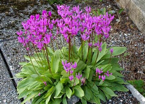 МНОГОЛЕТНИКИ: Dodecatheon pulchellum Red Wings-Додекатион красивенький ...