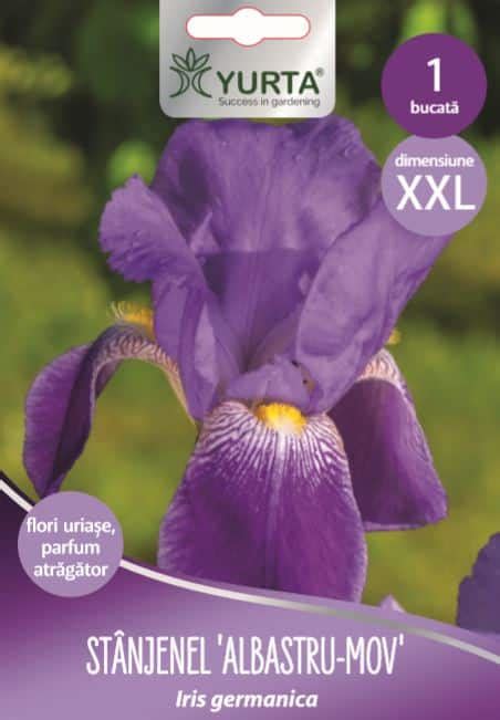 Bulbi Iris Germanica Xxl Albastru Mov Yurtaro