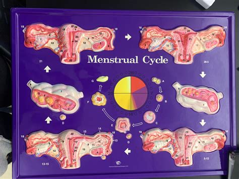 Menstrual Cycle Model Diagram Quizlet