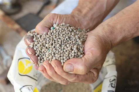 15 15 15 Fertilizer Benefits And When And How To Use It