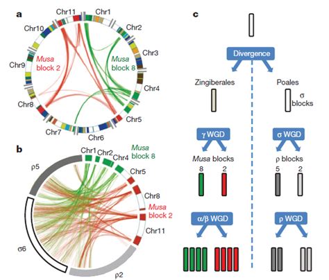 Whole Genome Duplication Events A Paralogous Relationships Between