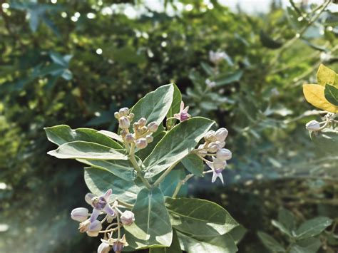 Vivo V Pro Review A Sleek Camera Centric Phone