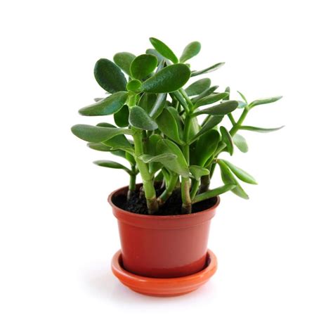 Крассула Crassula Ovata D12 H17 купить в Санкт Петербурге
