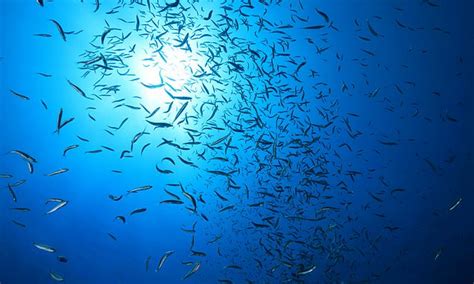Earth S Oceans Move When Fish Have SEX Helping To Circulate Nutrients