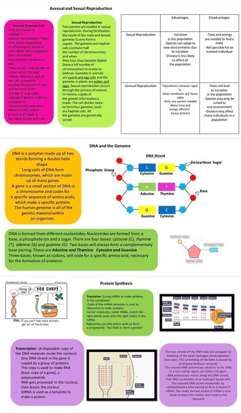 Aqa Biology Paper 2 Revision Rgcse