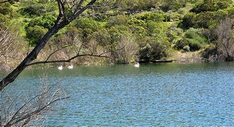 Lake Jennings Is A Hidden Gem For Wildlife Sightings Close To Urban