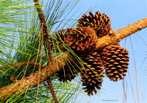 Simply Living Pine Tree Sex
