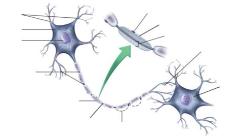 Anatomy A Typical Neuron Ch 6 Figure 63 Diagram Quizlet