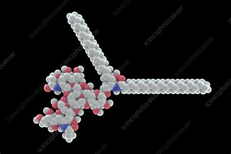 Molecule Of Ganglioside GM Illustration Stock Image F Science Photo Library