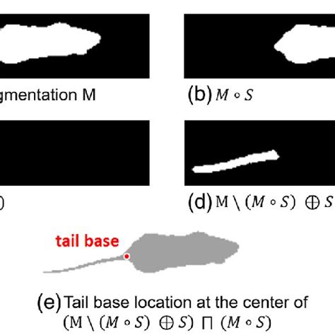 Tail Base Localization A Series Of Morphological Operations A E Is Download Scientific