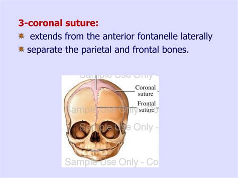 Ppt Bony Pelvis And Fetal Skull Dr Manal Behery 2014 Powerpoint