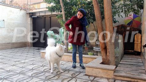 آموزش و تربیت سگ فرمان بمان فرمان برو خونه Youtube