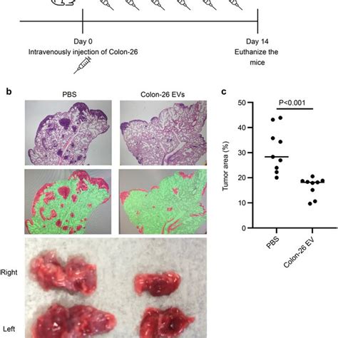 Reduced Regulatory Markers Expression Of Treg Cells In Metastatic Lung Download Scientific