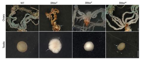 Crisprcas9 Mediated Mutagenesis Of Sex Specific Doublesex Splicing