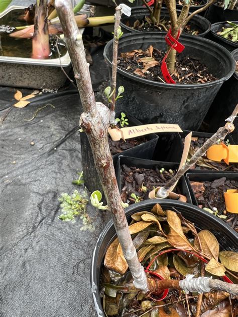 5227301 B F8 B2 4 B4 A B3 A8 Dbba81 Bc2544 — Postimages