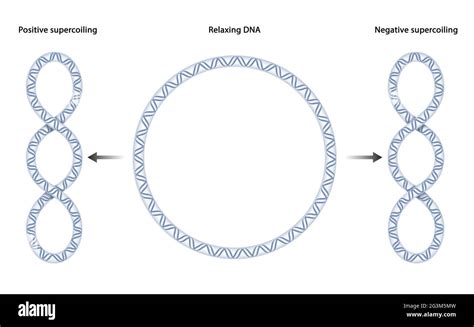 Supercoiled In Dna At Stanley Musso Blog