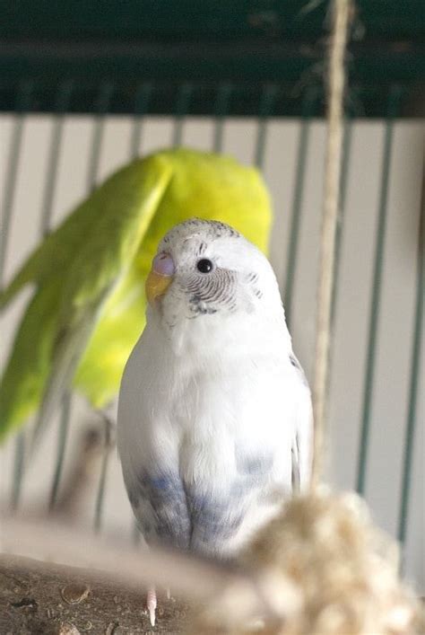 A Complete List Of Foods Parakeets Can Eat And What They Shouldn T
