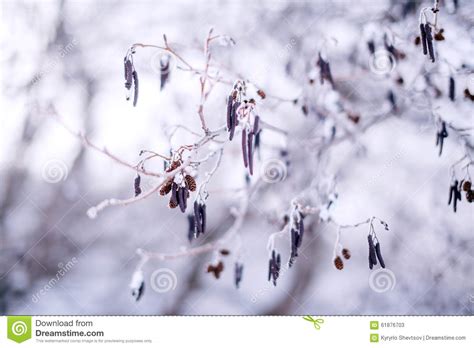 Frozen Trees Branch Macro Stock Image Image Of Frosty 61876703