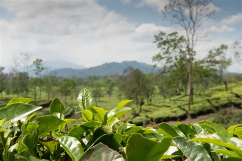 Assam Tea Garden Of India — Fitzpatrick And Company
