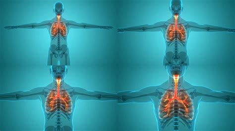 人类呼吸系统肺部解剖动画概念 视频素材下载 编号 33242596 光厂 Vj师网