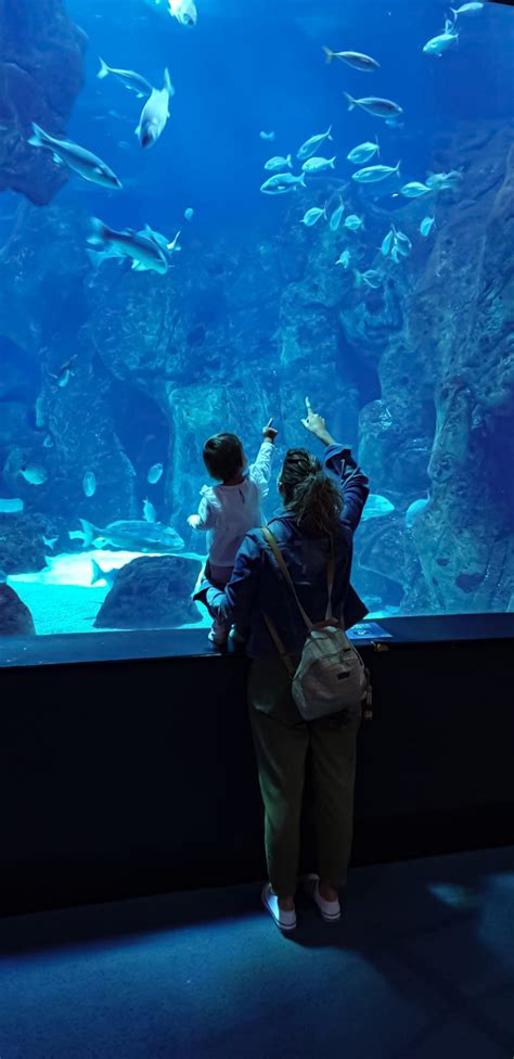 Bioparc Acuario De Gijón Prepara Un Verano Lleno De Actividades Sorpresas Y Diversión Migijón