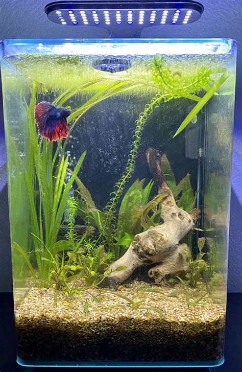 Pedro In His Jungle Scrolller