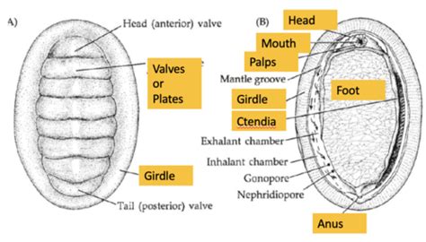 Mollusca Polyplacophora And Aplacophora Flashcards Quizlet