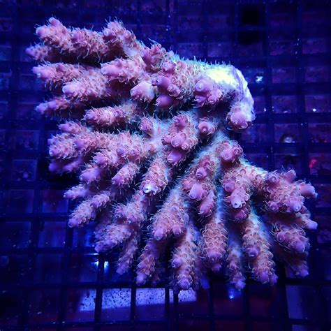 Cf Acropora Sp No 72 海水魚専門店 Ceppo Onlinestore