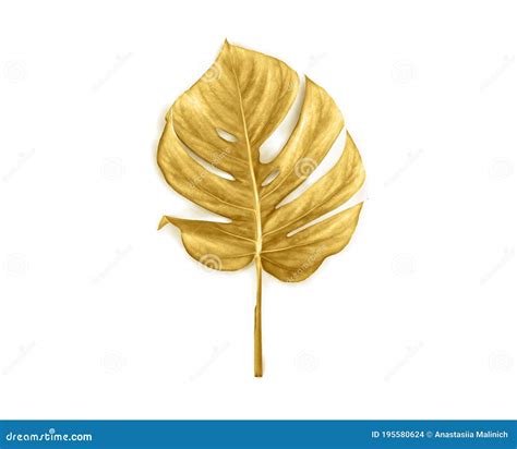 Monstera De Hojas Doradas Tropicales Sobre Fondo Blanco Capa Plana De