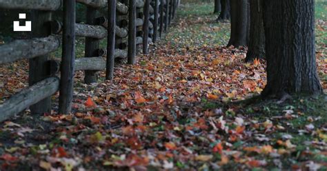 낮에는 녹색과 갈색 나무 근처의 갈색 나무 울타리 사진 Unsplash의 무료 녹색 이미지