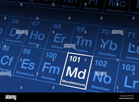 Mendelevium On The Periodic Table Radioactive Transuranic Metallic Element In The Actinide