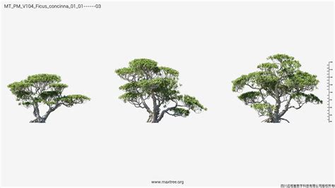 V104ficusconcinna01 Maxtree