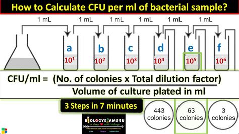How To Calculate CFU Per Ml Of Bacterial Sample In 3 Steps Cfu Ml In Microbiology YouTube