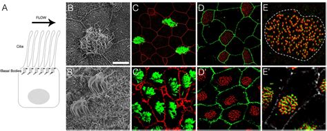 Figure 1 From Biology Of Multiciliated Cells Semantic Scholar