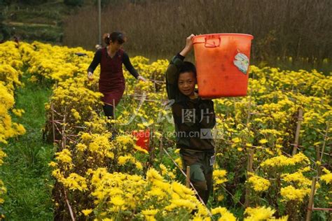 湖南怀化皇菊花经济助力乡村振兴 人民图片网