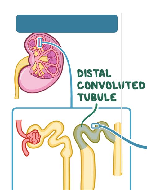 Mineralocorticoids And Mineralocorticoid Antagonists Notes Diagrams And Download Pdf Osmosis