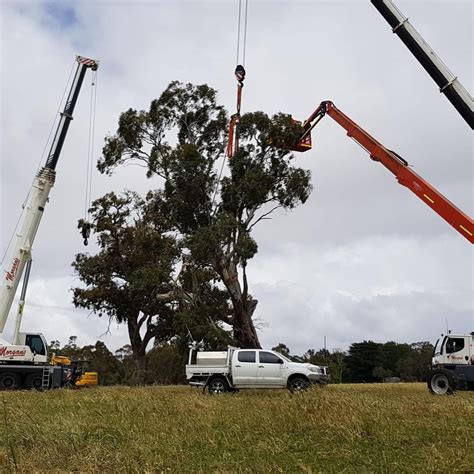 Tree Services Adelaide Trimming Pruning Tree Removal Service