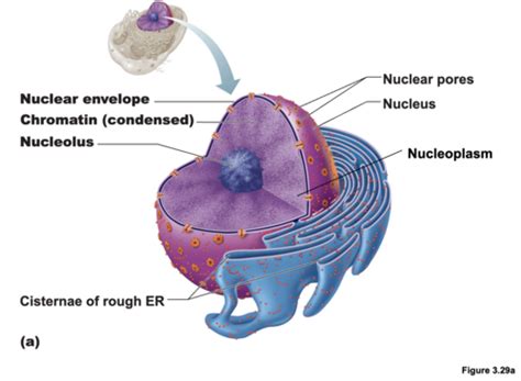 Chapter 4 Lecture Quiz Flashcards Quizlet