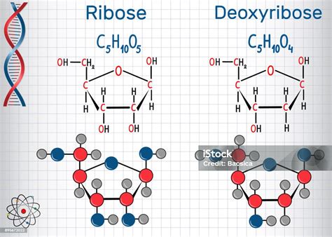 Molécules De Ribose Et Le Désoxyribose Ils Sont Des Monosaccharides Et Font Partie De Lépine