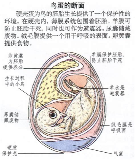 羊膜卵 360百科