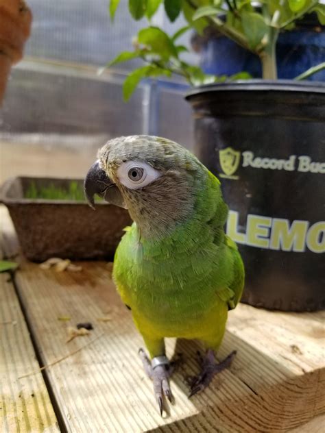 For National Conure Day Our Gorgeous Rescue Dusky Conure Moose R