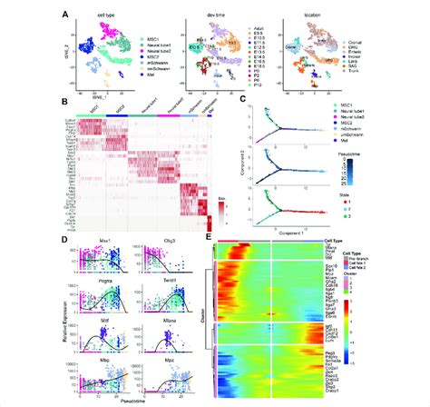 Single Cell Transcriptomic Analysis Of Neural Crest Cells A Seven Download Scientific