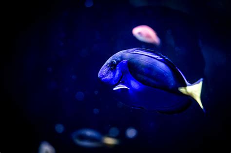 로얄 블루 탕 열 대 물고기는 어두운 파란색 물고기 탱크에 수영 물에 대한 스톡 사진 및 기타 이미지 물 물고기 바다 Istock