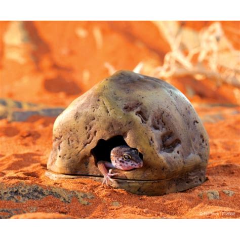 Exo Terra Gecko Cave S M L Dvegcs Uk