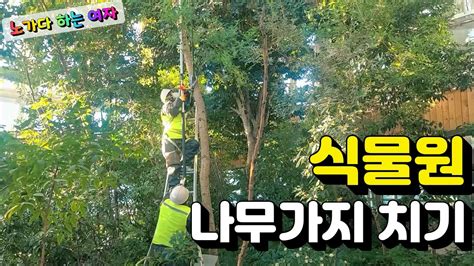 노가다하는 여자의 식물원 나무가지 치기 Youtube