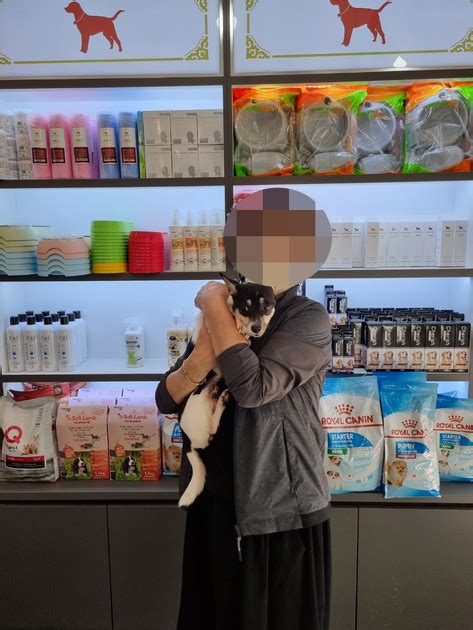 창원 2022 0118 하이브리드견 순대 책임분양 닥스훈트무료입양사이트 도베르만무료입양사이트 말티치무료입양사이트 말티폼무료입양사이트 보더콜리무료입양사이트 프렌치불독무료