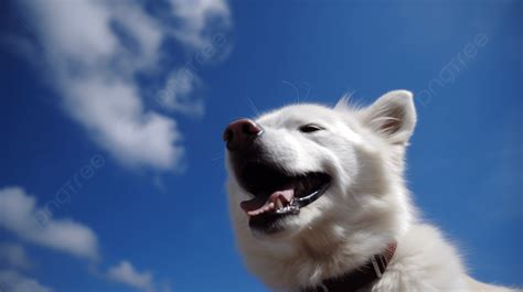 푸른 하늘 배경으로 흰색 흰색 개 혀를 내밀고 있는 푸른 하늘과 하얀 개 고화질 사진 사진 하늘 배경 일러스트 및 사진 무료 다운로드 Pngtree