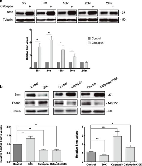 Calpeptin Treatment Increases Smn Protein Level In Mns Cd1 Mouse Mns